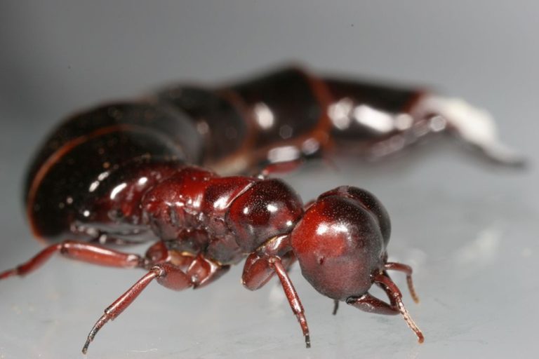 Ciekawostki o mrówkach - część 6 - Myrmeblog - blog hodowcy i badacza ... Ciekawostki o mrówkach - część 6 - Myrmeblog - blog hodowcy i badacza ...
